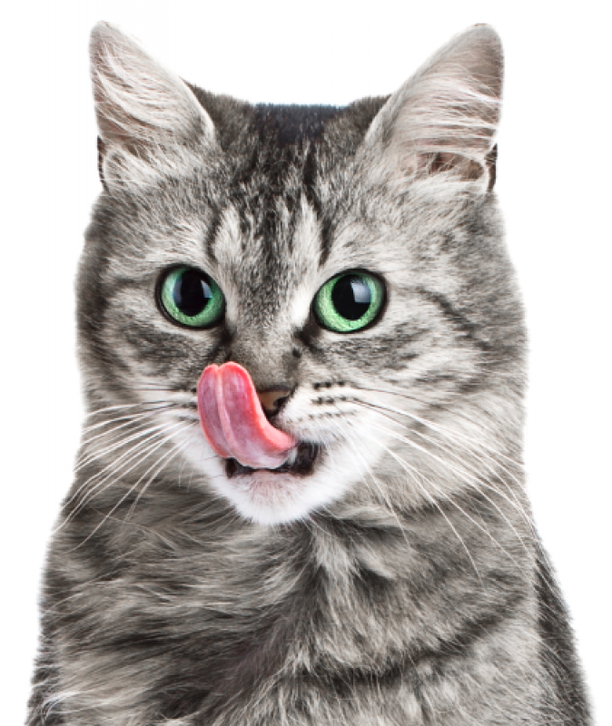 LEONARDO Cat Food GB | The ingredients make the difference