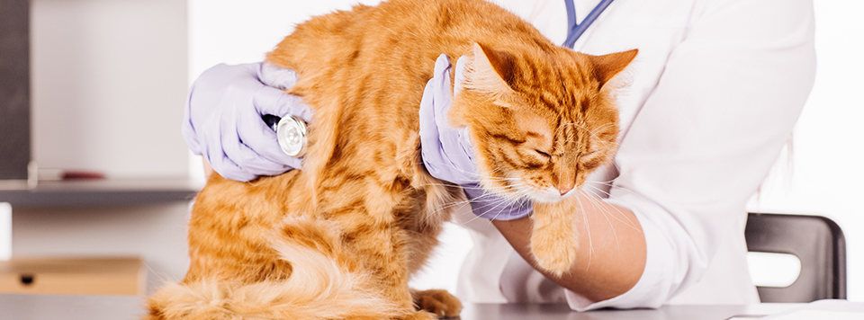 Katzenschnupfen erkennen und behandeln | LEONARDO Pfotentipps