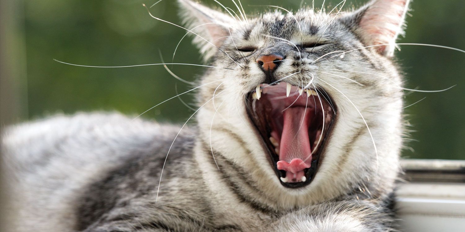 Vital components | LEONARDO®