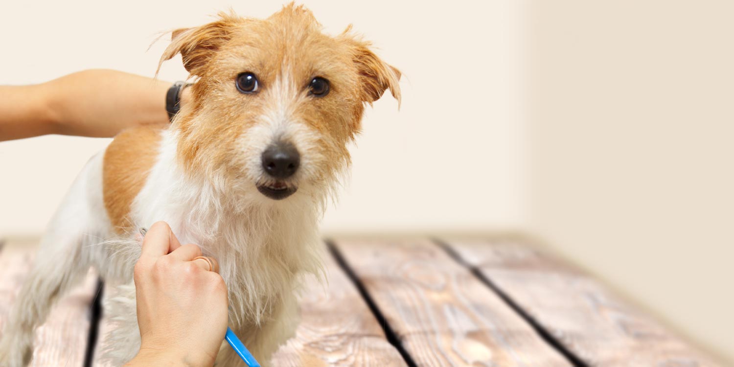 Hund trimmen – So klappt es! BELCANDO® Pfotentipps